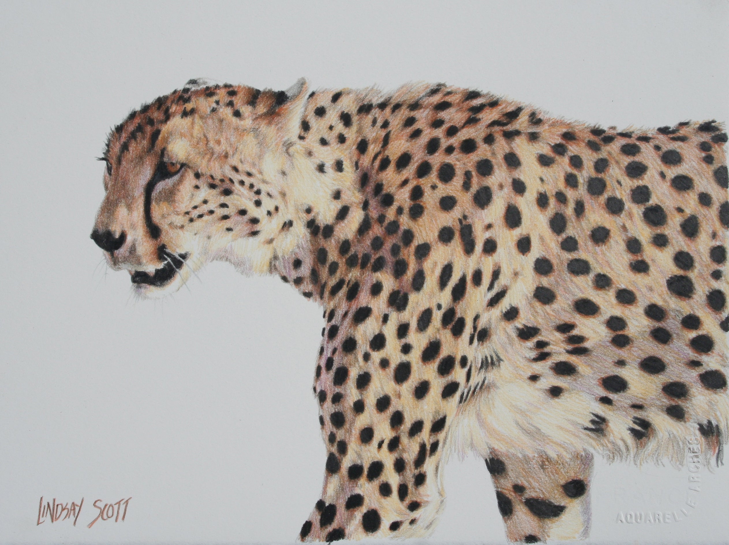 Lindsay Scott – TRAILSIDE GALLERIES