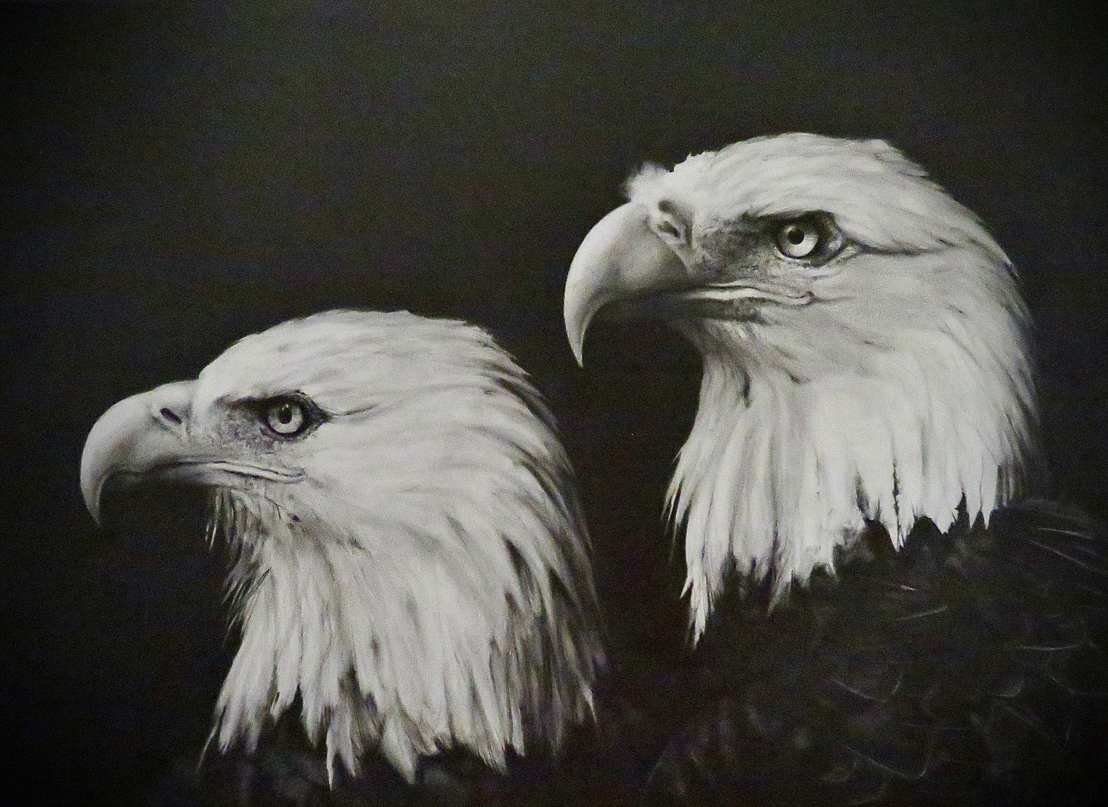 J.R. Hess - Bald Eagles – TRAILSIDE GALLERIES