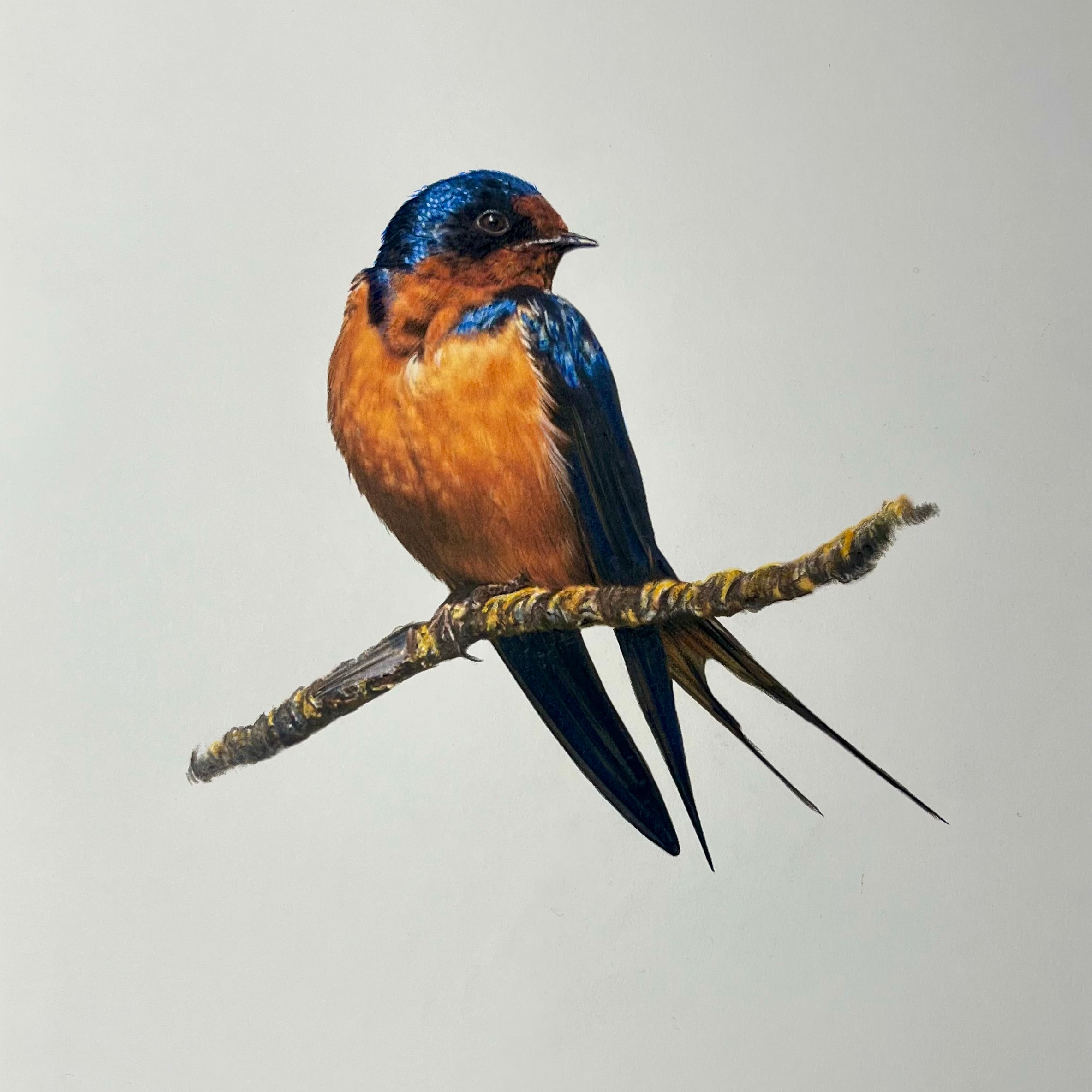 J.R. Hess - Barn Swallow – TRAILSIDE GALLERIES