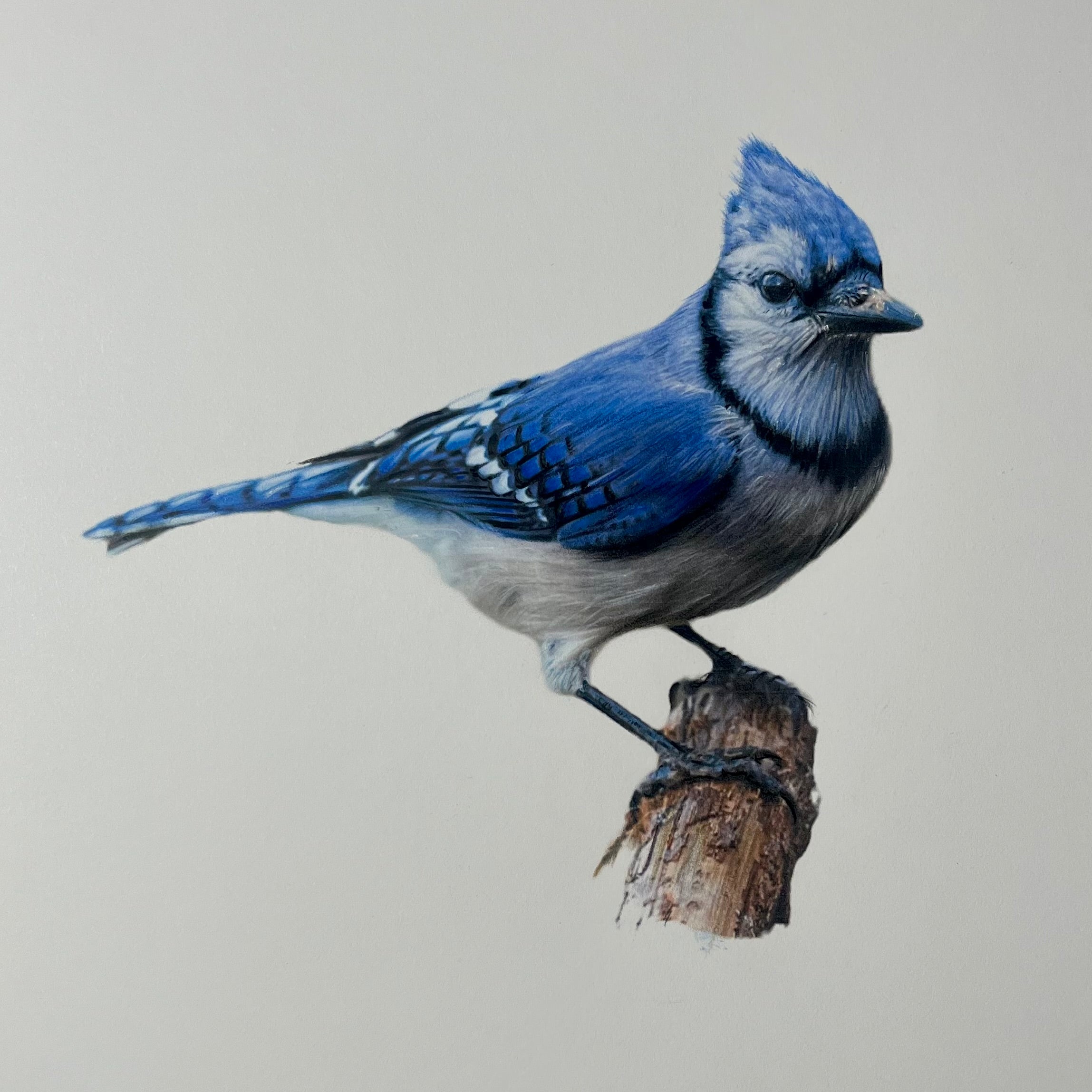 J.R. Hess - Blue Jay – TRAILSIDE GALLERIES