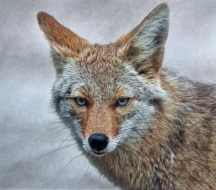 Products – Page 18 – TRAILSIDE GALLERIES